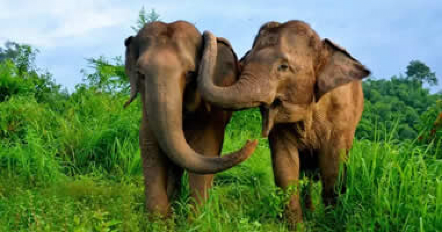 Die spannendsten Tiere Thailands - Die Tiervielfalt Thailands erleben